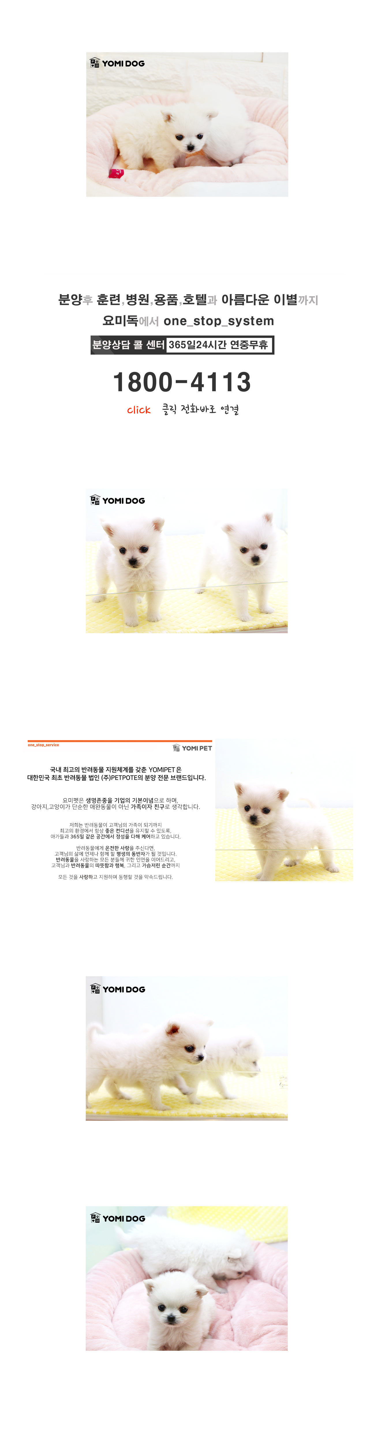 Pompitz : 폼피츠_ 코리,코아