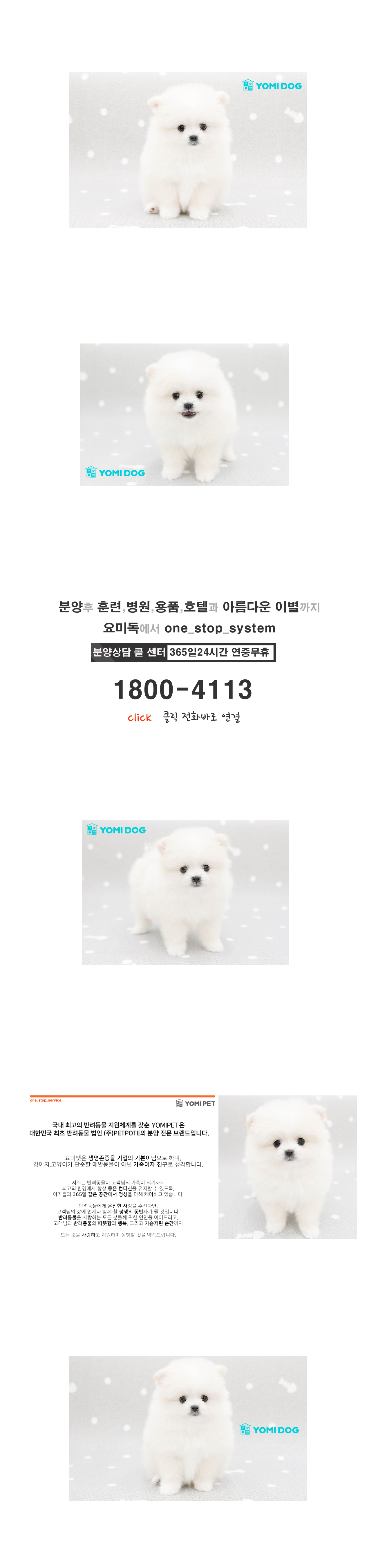 Pompitz : 폼피츠 _ 라니 의정부강아지분양,폼피츠분양,폼피츠